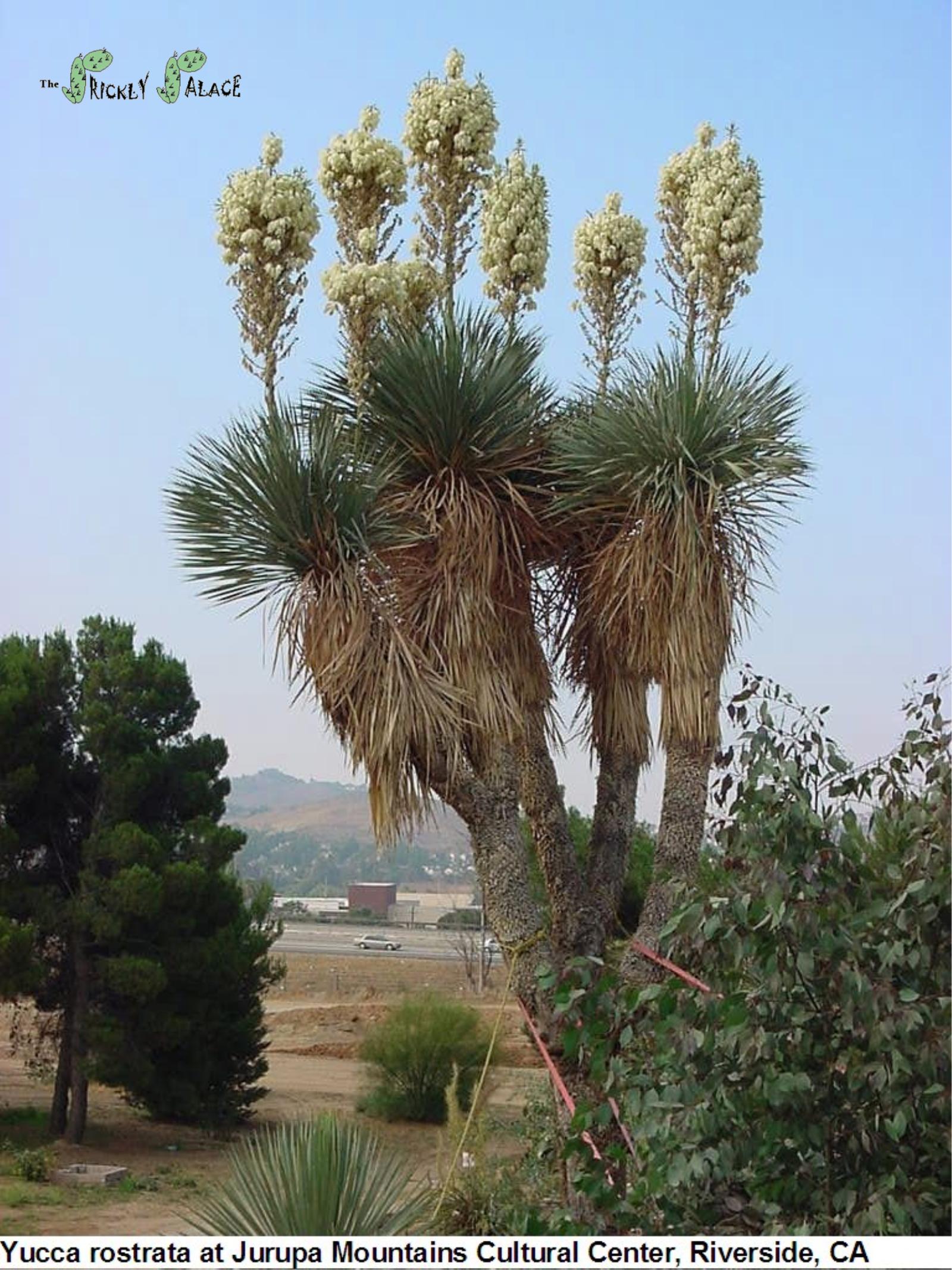 Darjeeling Banana and Spanish Bayonet (palm, trees, vines, nursery ...